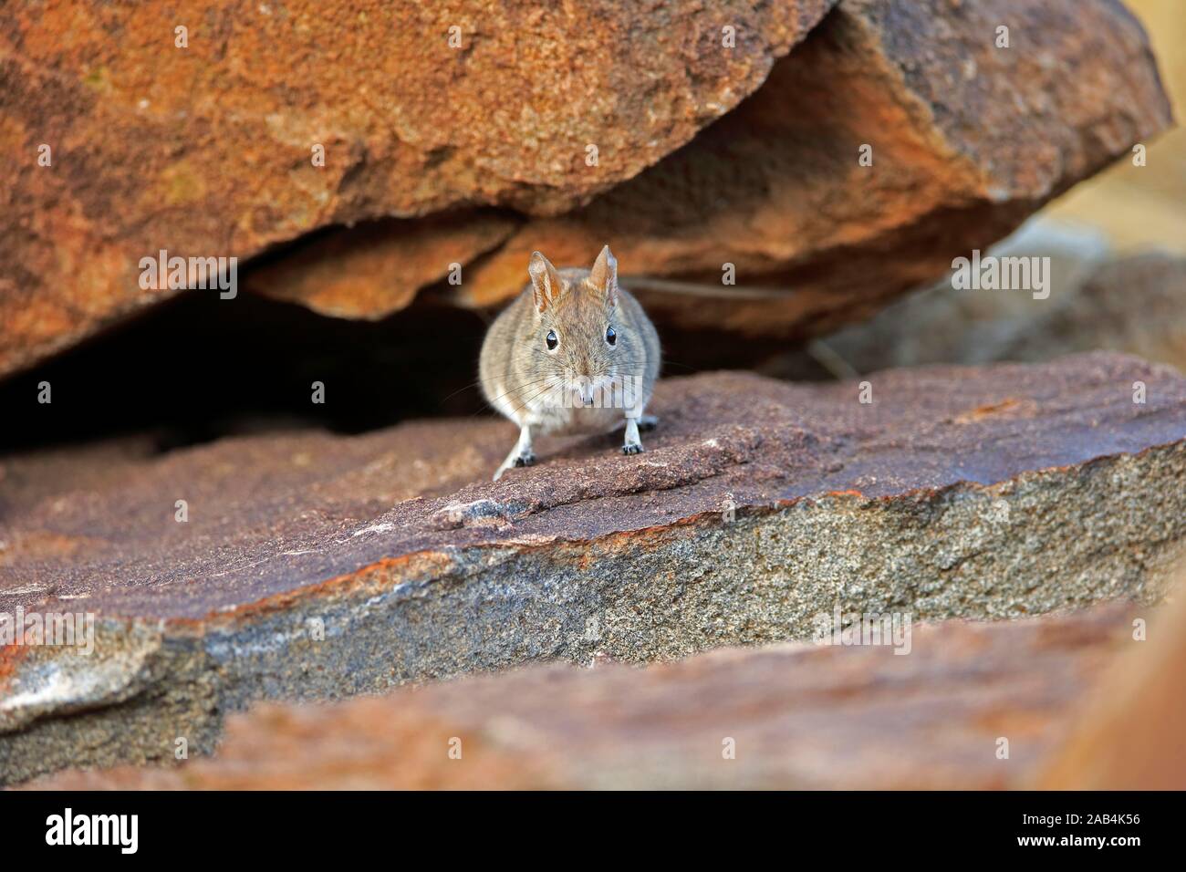 Cape elephant shrew hi-res stock photography and images - Alamy