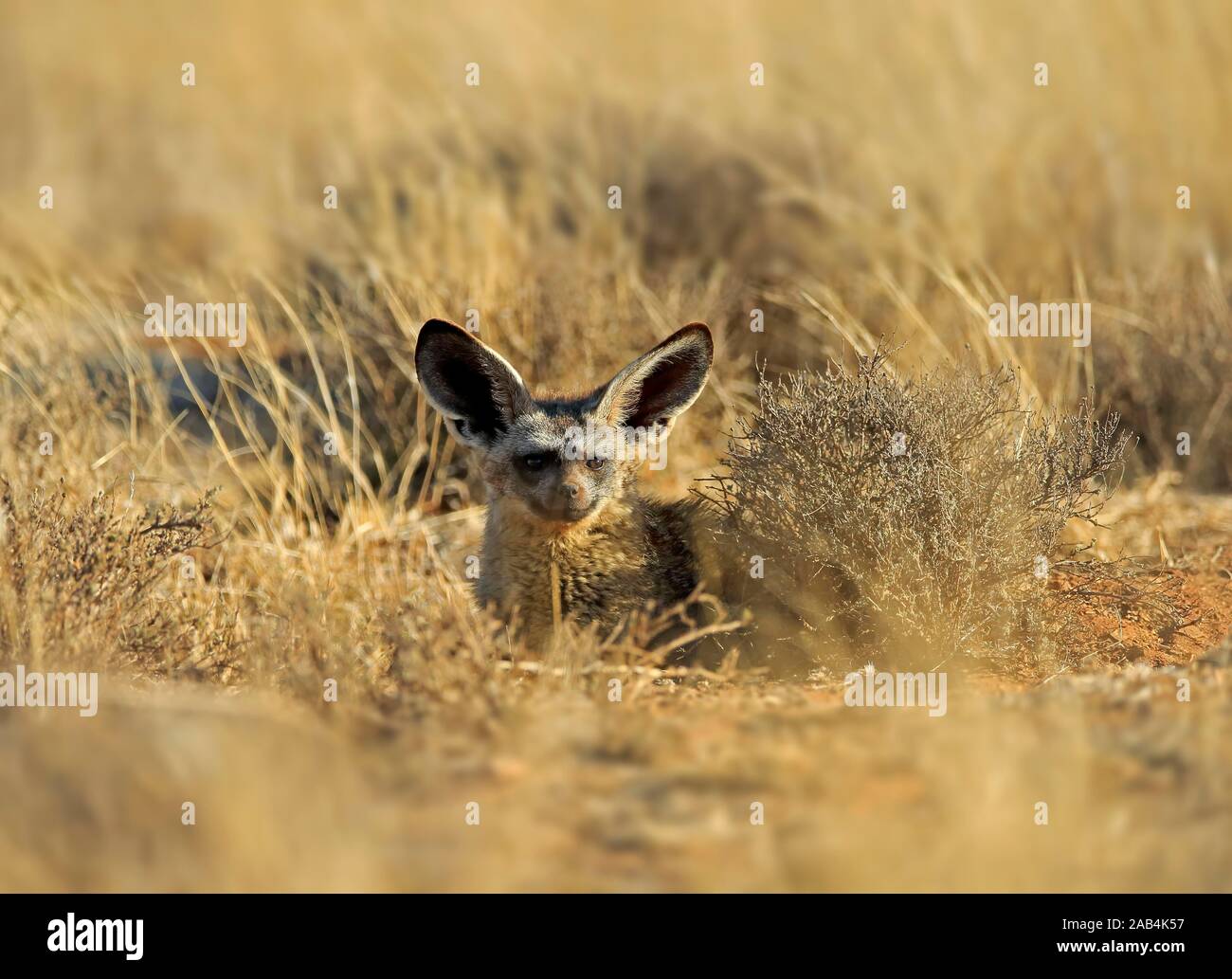 Bat-eared fox (Otocyon megalotis), adult, at animal den, alert, animal ...