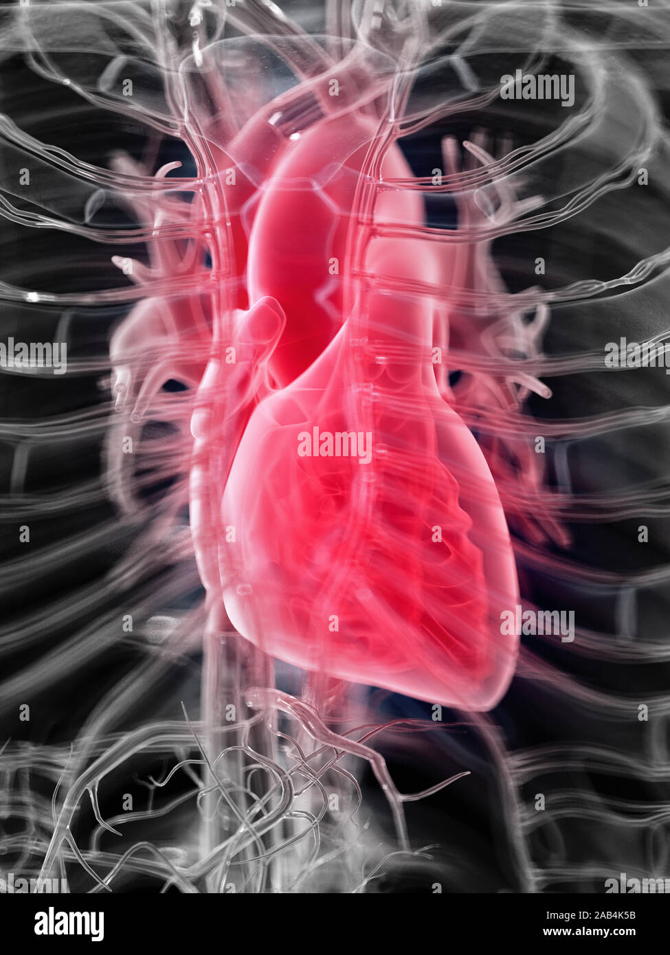 3d rendered medically accurate illustration of the human heart Stock ...