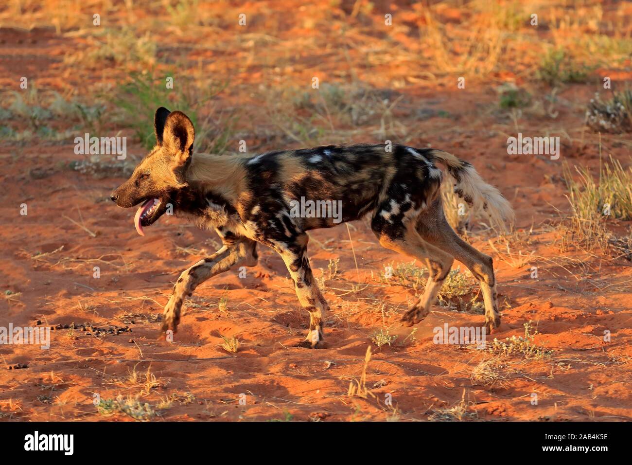 African wild dog running savanna hi-res stock photography and images ...