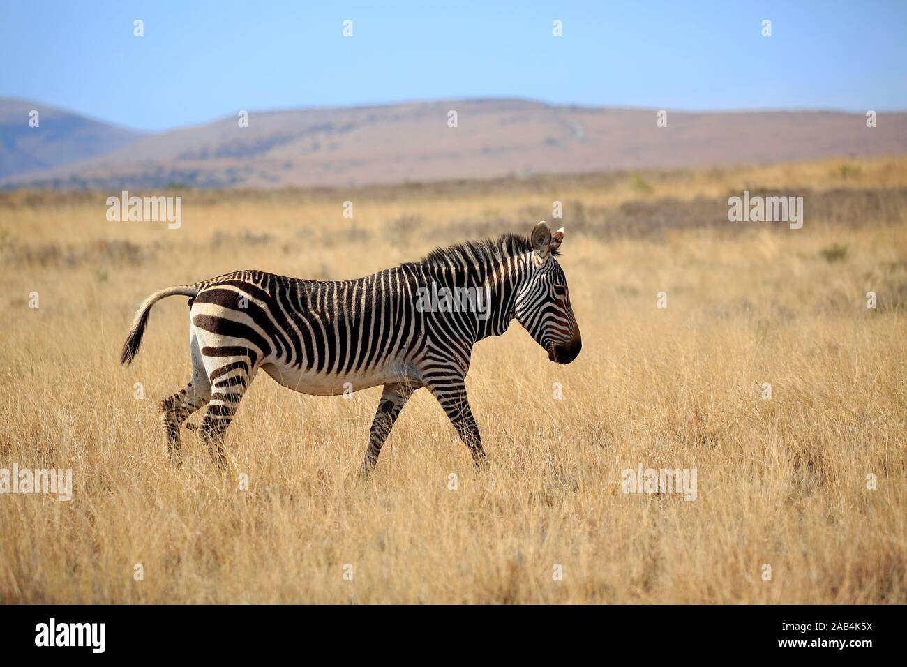 Cape mountain zebra (Equus zebra zebra), adult, running, dry grassland ...