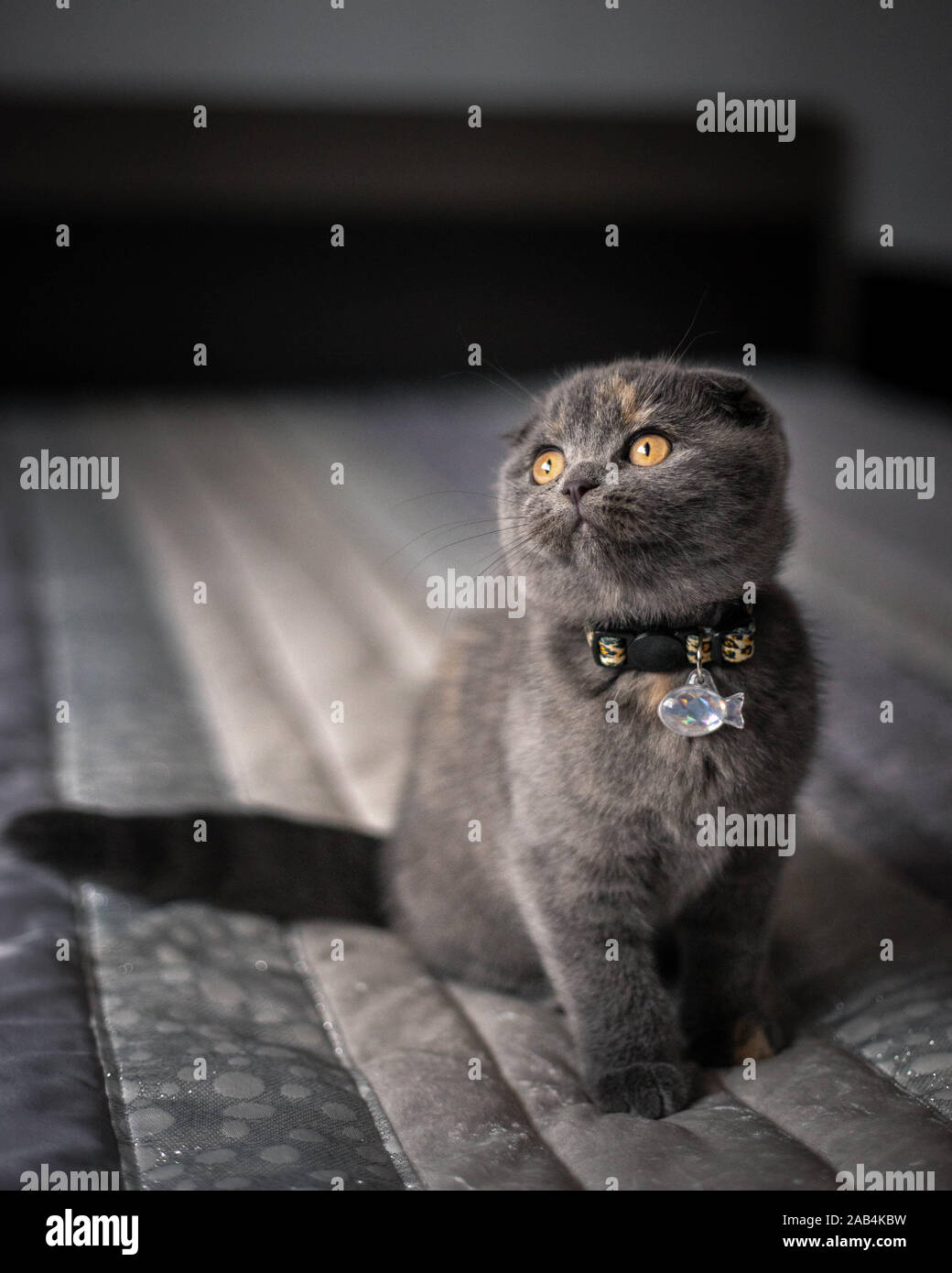 Pure breed cats hi-res stock photography and images - Alamy