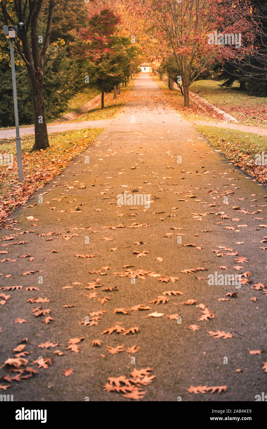 Beautiful dry leaves as an autumn background texture Stock Photo - Alamy