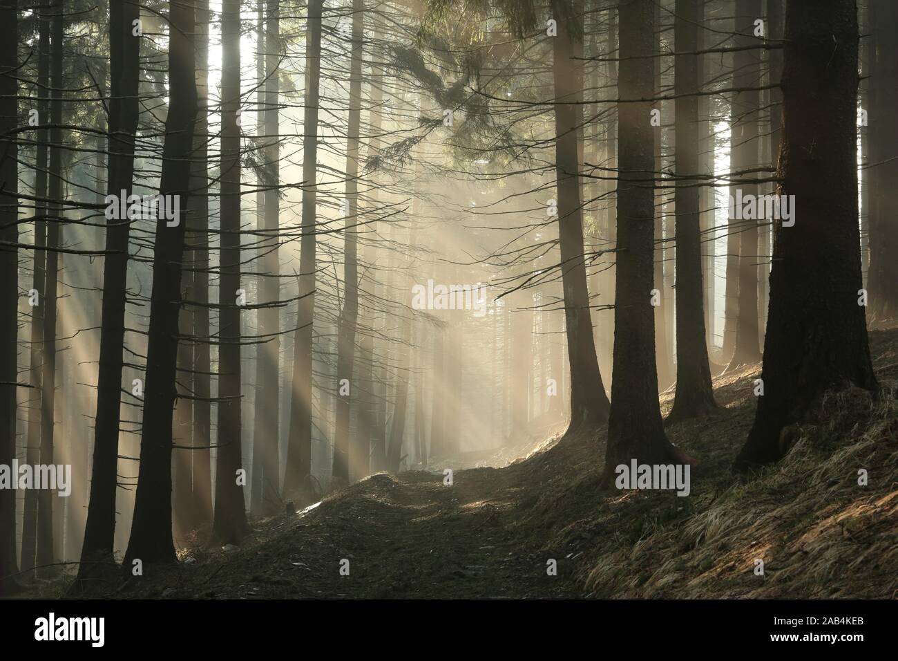 Trail through conifer forest in the mountains just after sunrise Stock ...