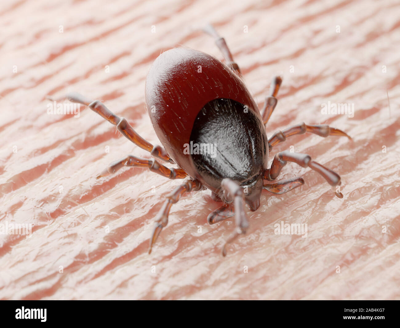 3d rendered illustration of a tick biting in human skin Stock Photo - Alamy