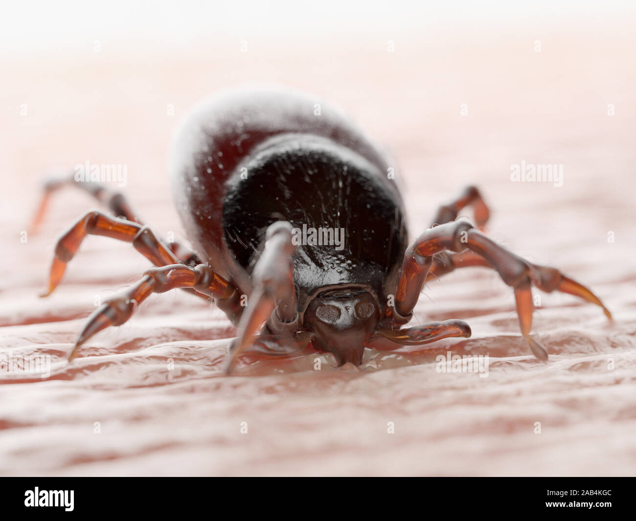 3d rendered illustration of a tick biting in human skin Stock Photo - Alamy