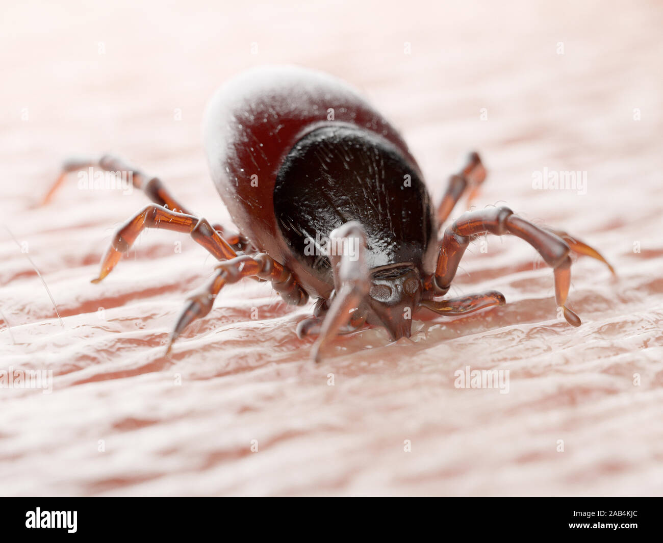 3d rendered illustration of a tick biting in human skin Stock Photo - Alamy