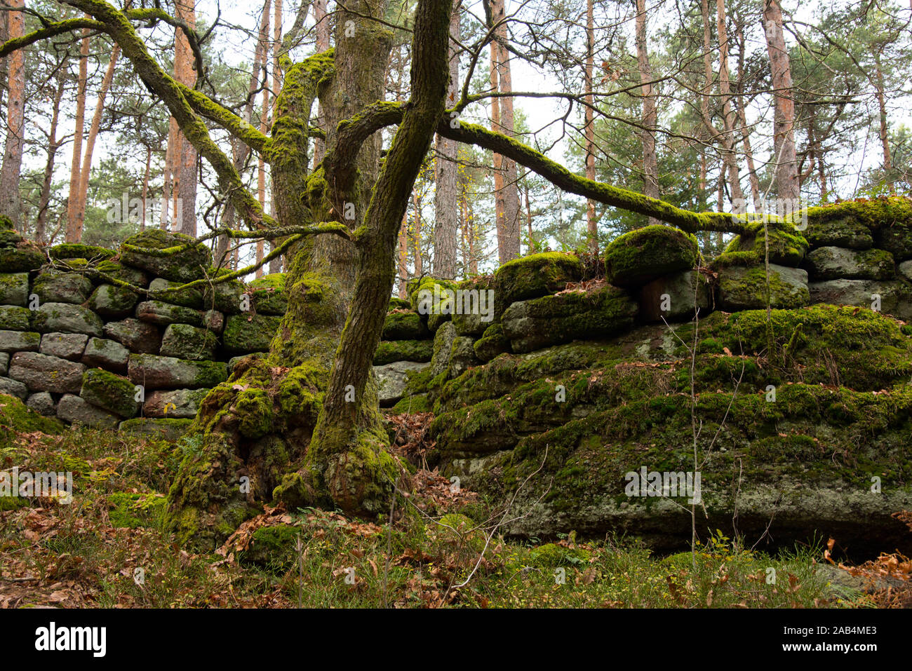 Pagan wall around the monastery Mont Saint Odile in the Vosges ...
