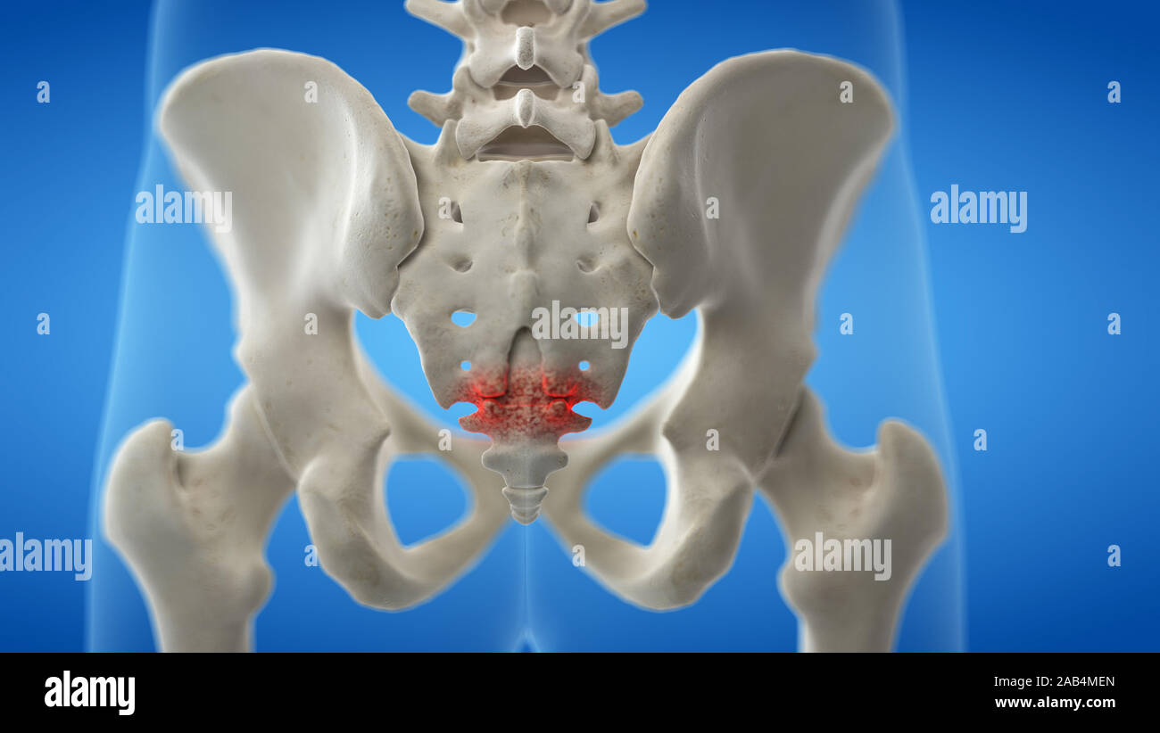 Coccyx diagram hi-res stock photography and images - Alamy
