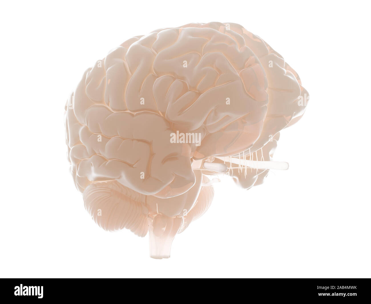3d brain illustration cerebellum stem hi-res stock photography and ...