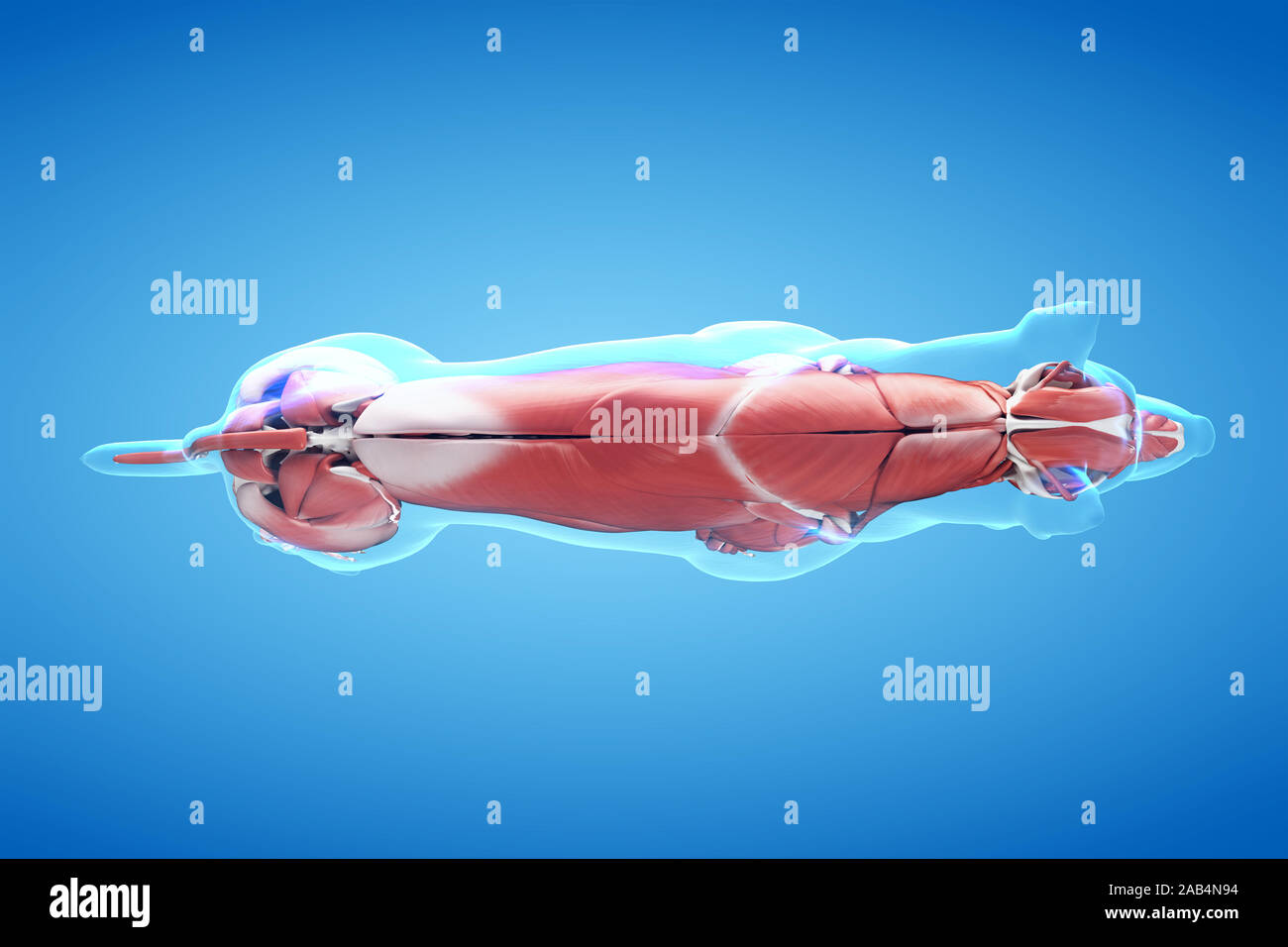 3d rendered anatomy illustration of the canine muscle system Stock ...