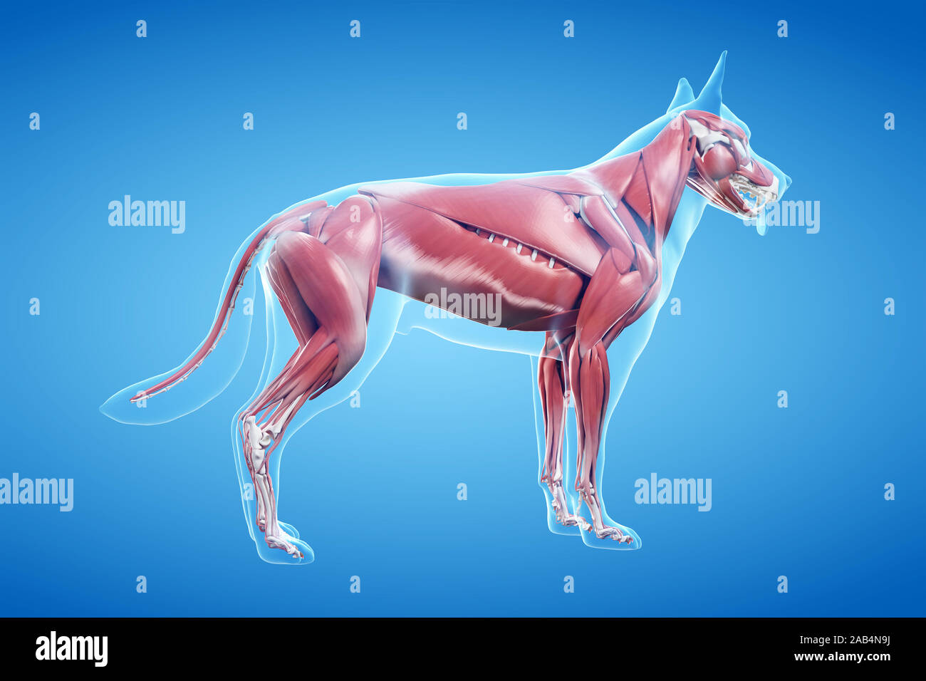 Dog Muscle Anatomy
