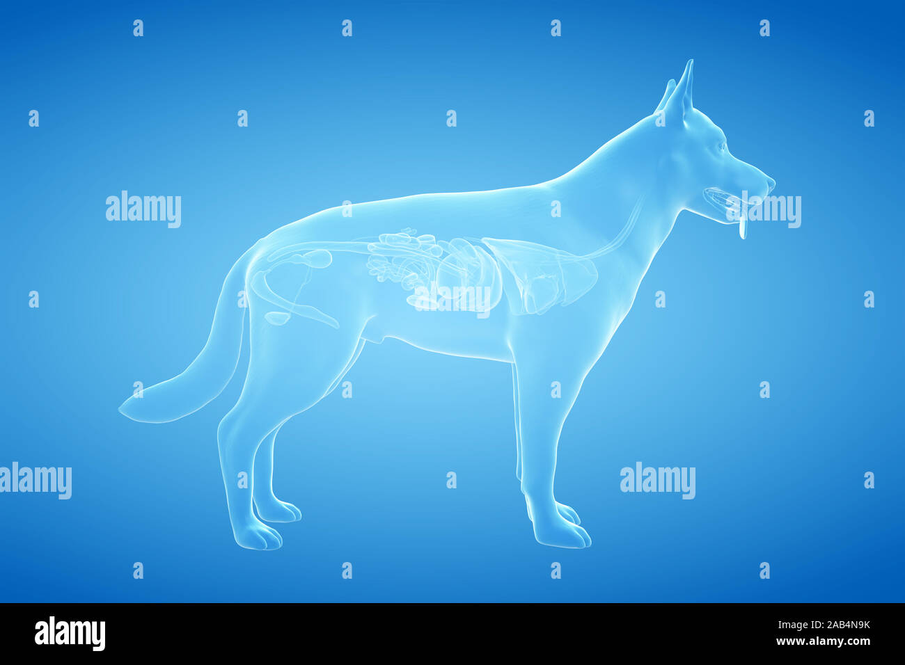 3d rendered anatomy illustration of the canine Stock Photo - Alamy