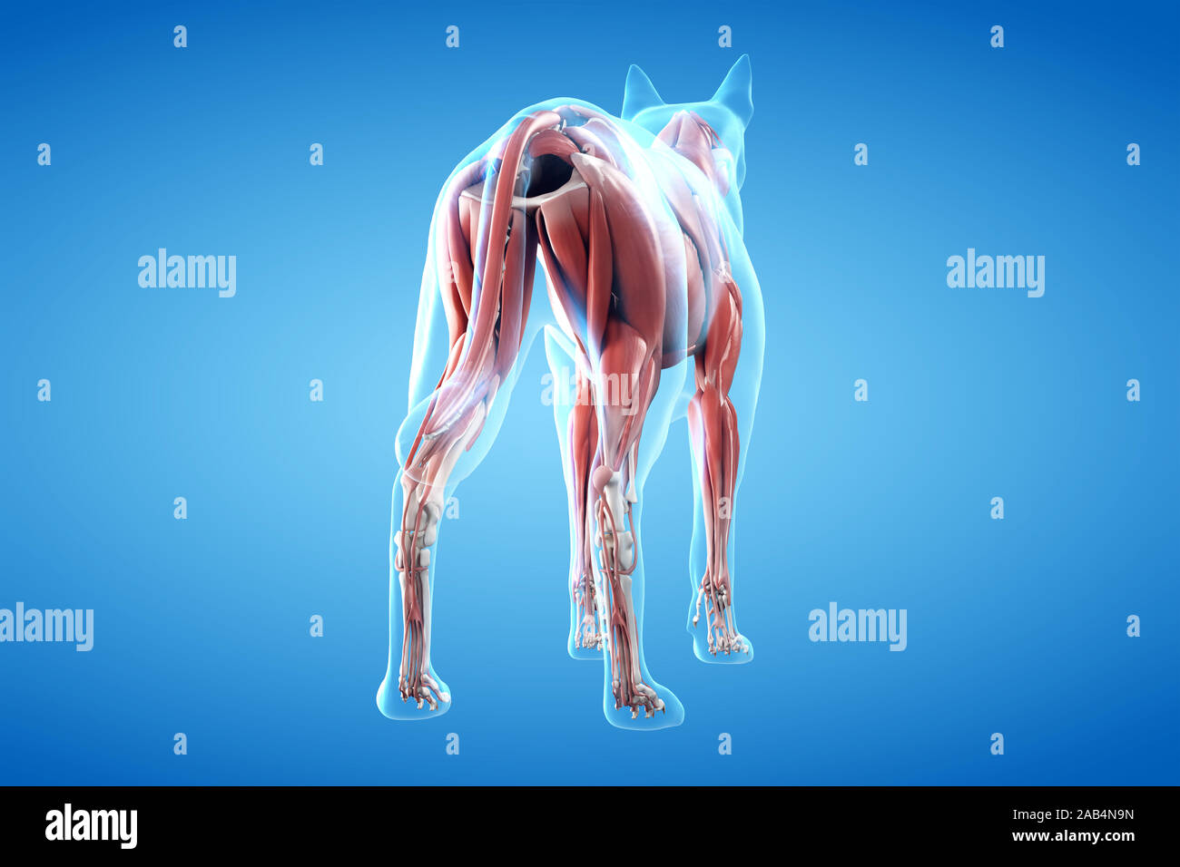 3d rendered anatomy illustration of the canine muscle system Stock ...
