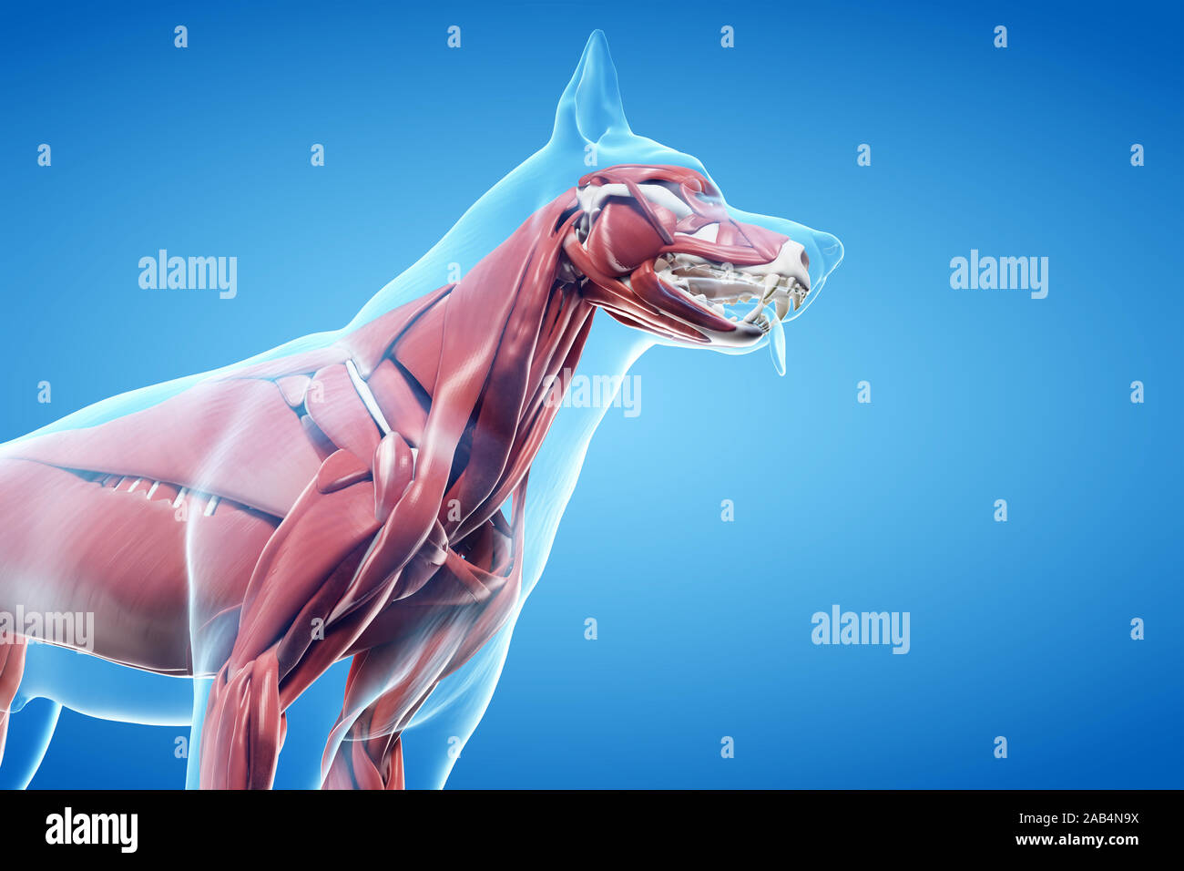 3d rendered anatomy illustration of the canine muscle system Stock ...