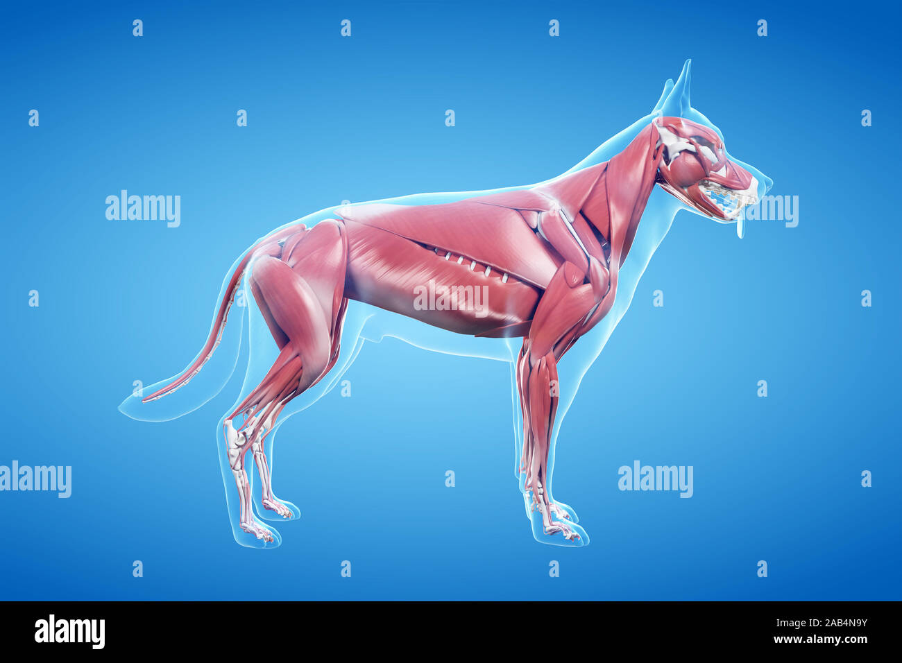 3d rendered anatomy illustration of the canine muscle system Stock ...