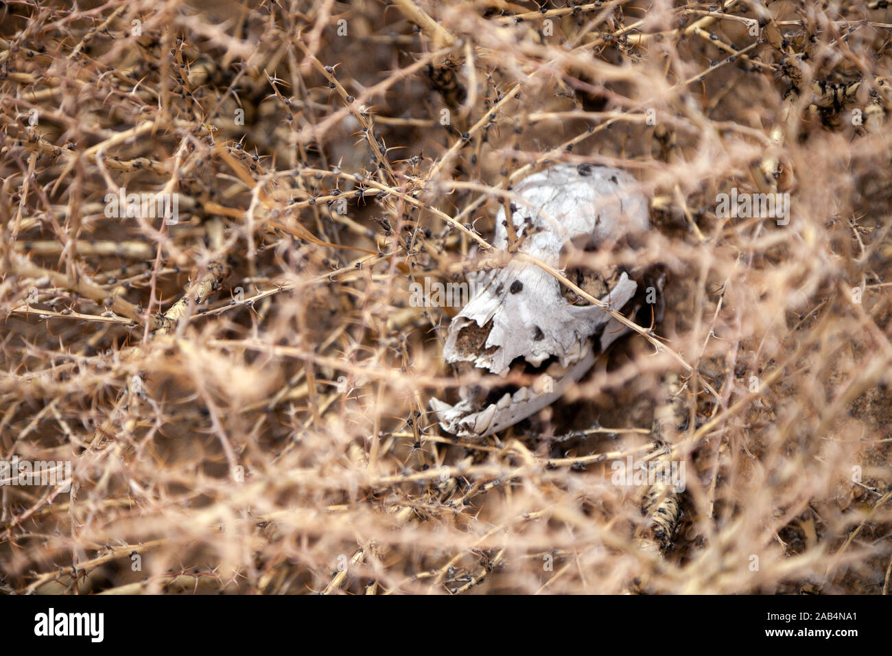 Closeup skull, bone, head dead little animal, rodent, mouse, marmot ...