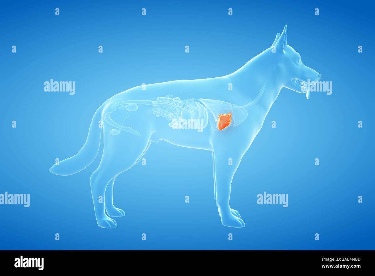 3d rendered anatomy illustration of the canine heart Stock Photo - Alamy
