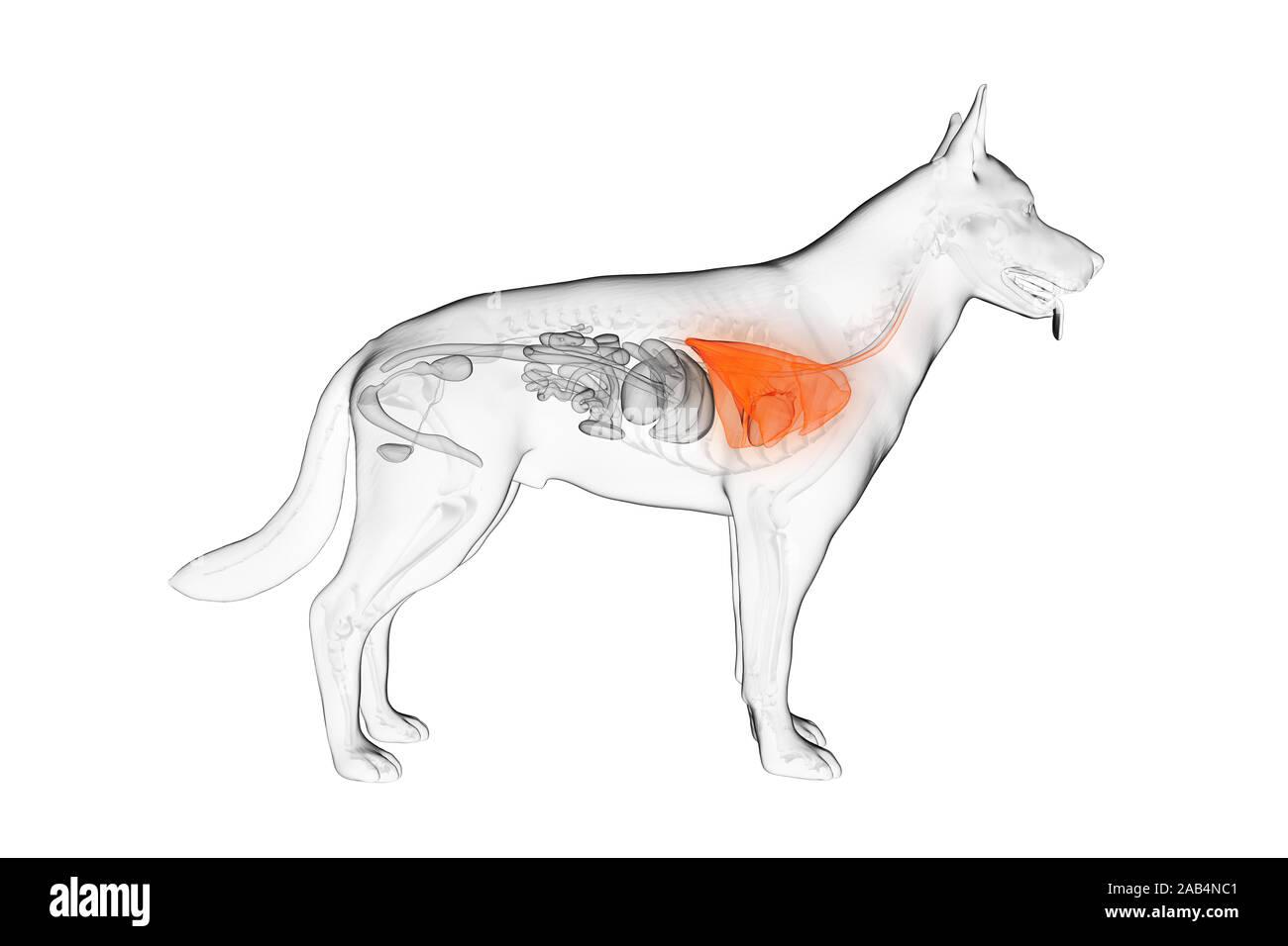 3d rendered anatomy illustration of the canine lung Stock Photo - Alamy