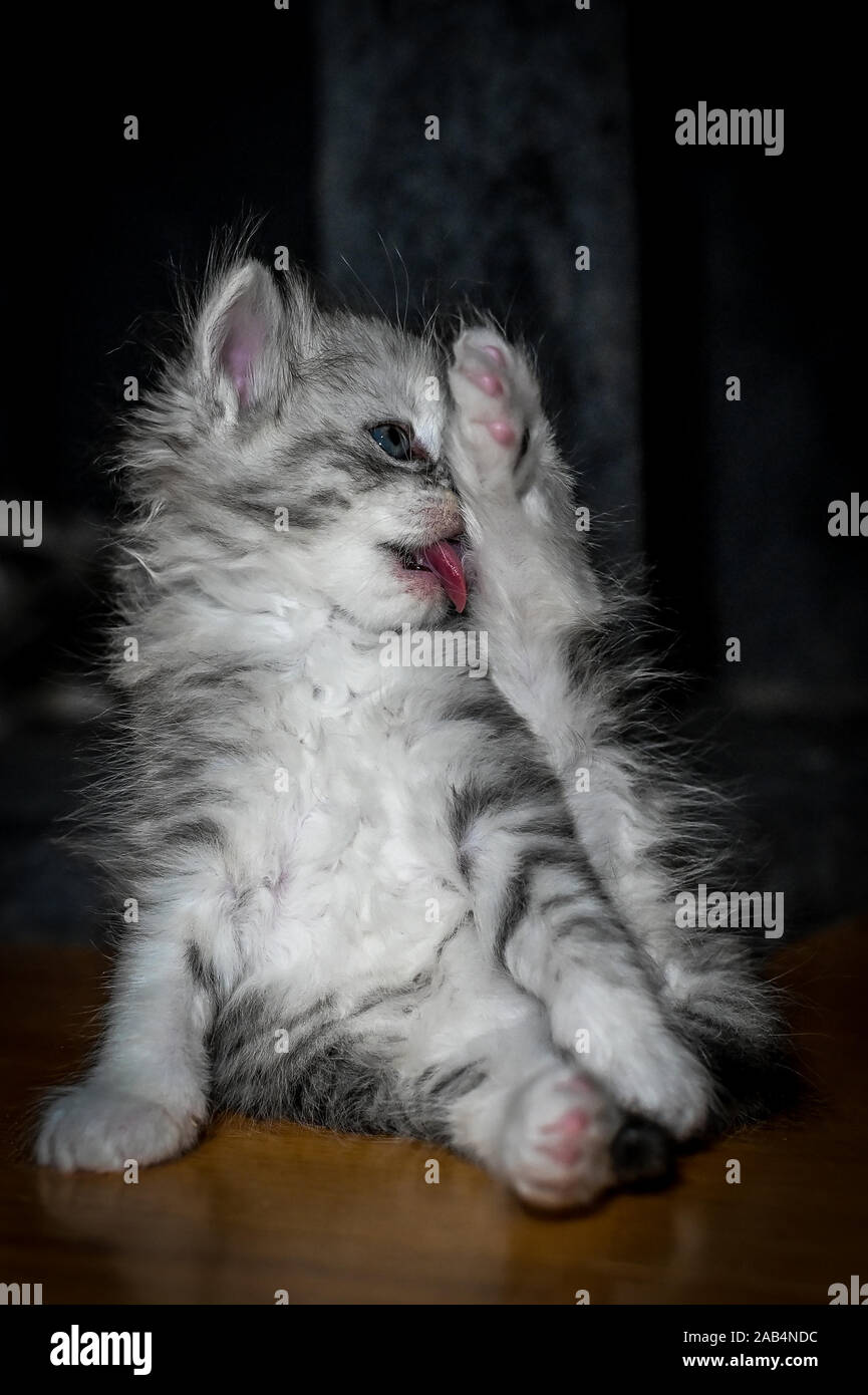 sibirian cat young kitten in a swedish home Stock Photo - Alamy