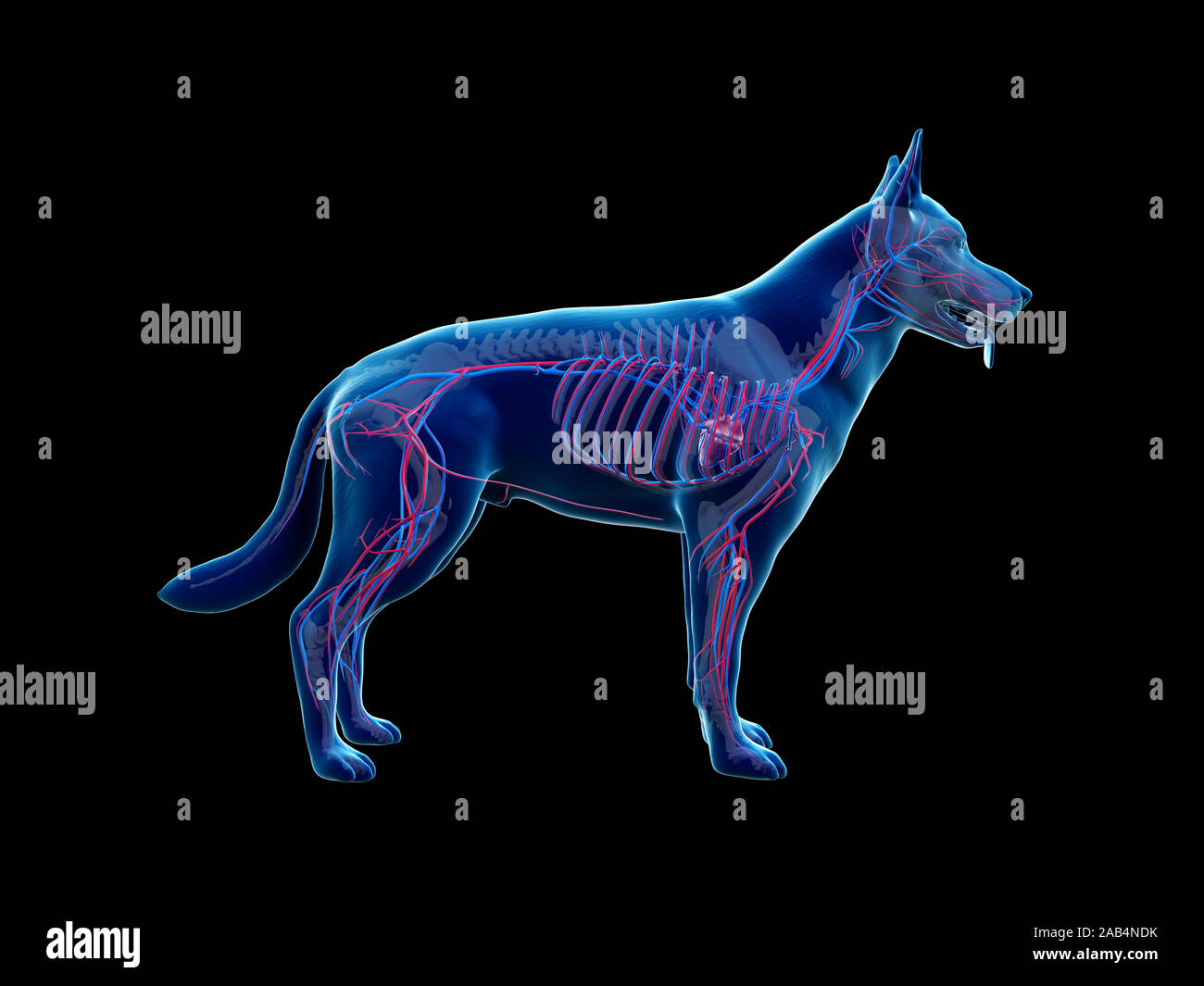 Dog vascular system hi-res stock photography and images - Alamy