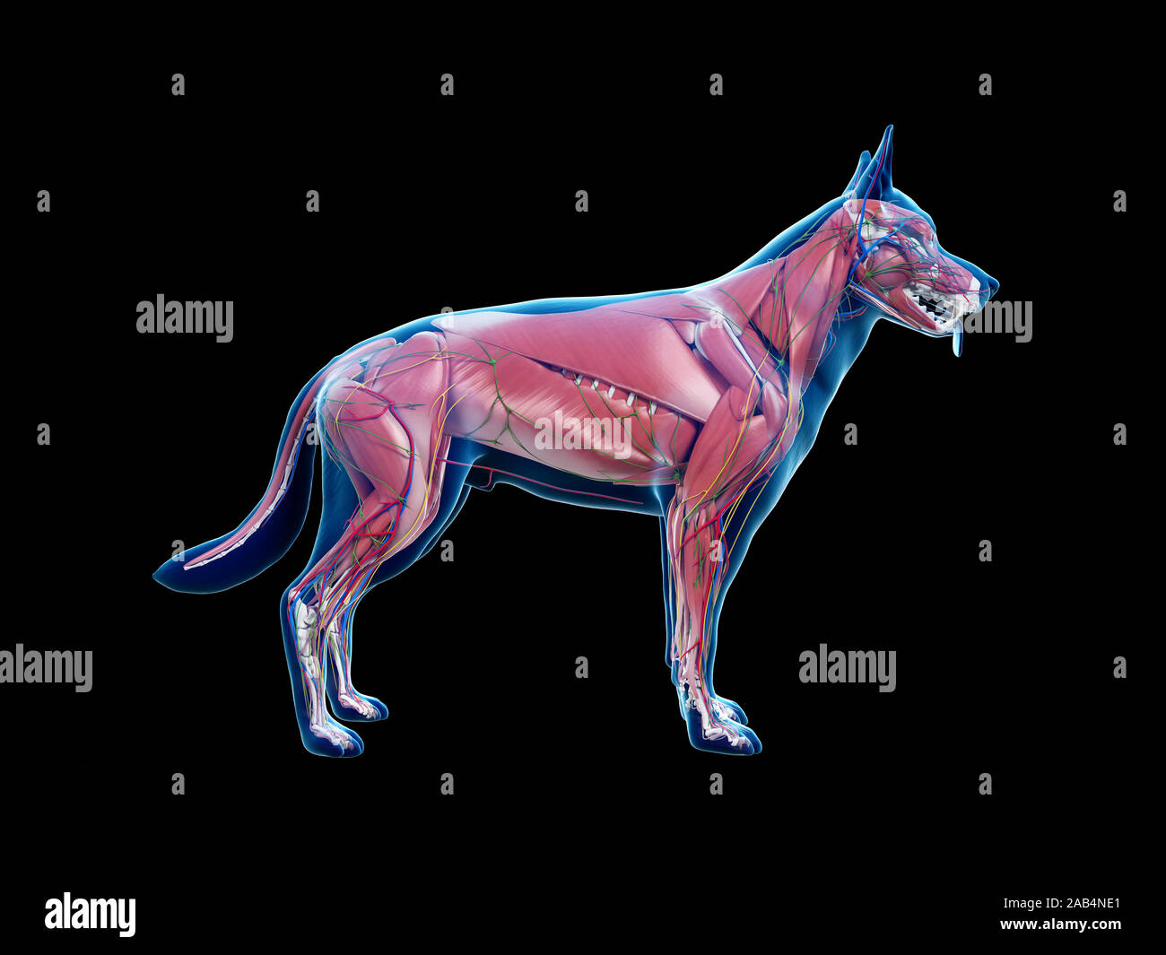 3d rendered anatomy illustration of the canine anatomy Stock Photo - Alamy
