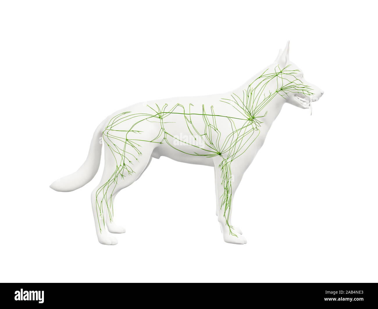 Dog lymphatic system hi-res stock photography and images - Alamy