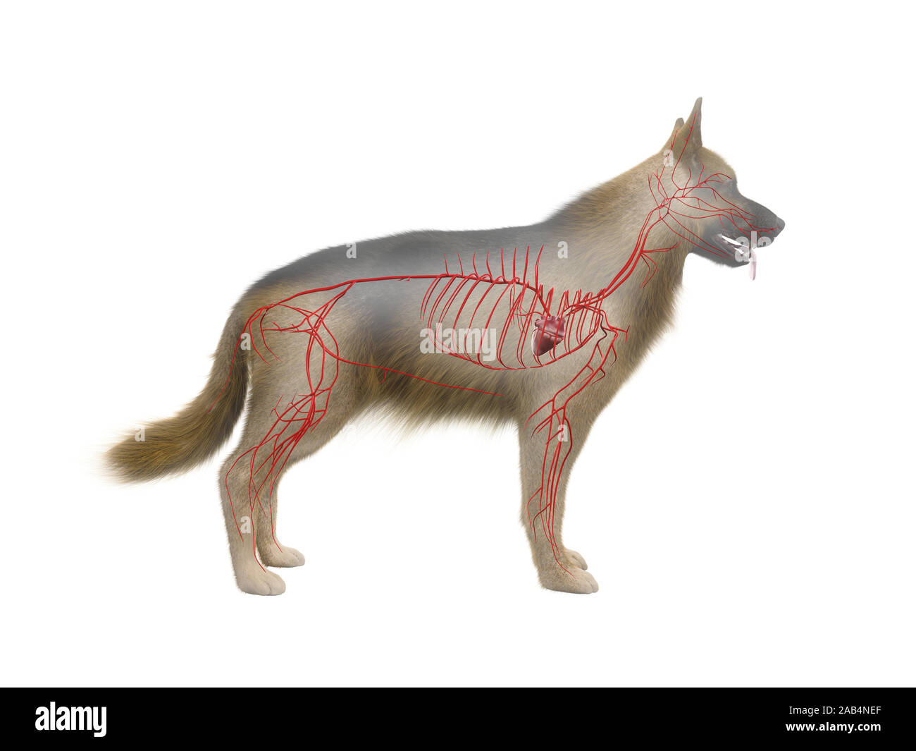 3d rendered anatomy illustration of the canine arteries Stock Photo - Alamy