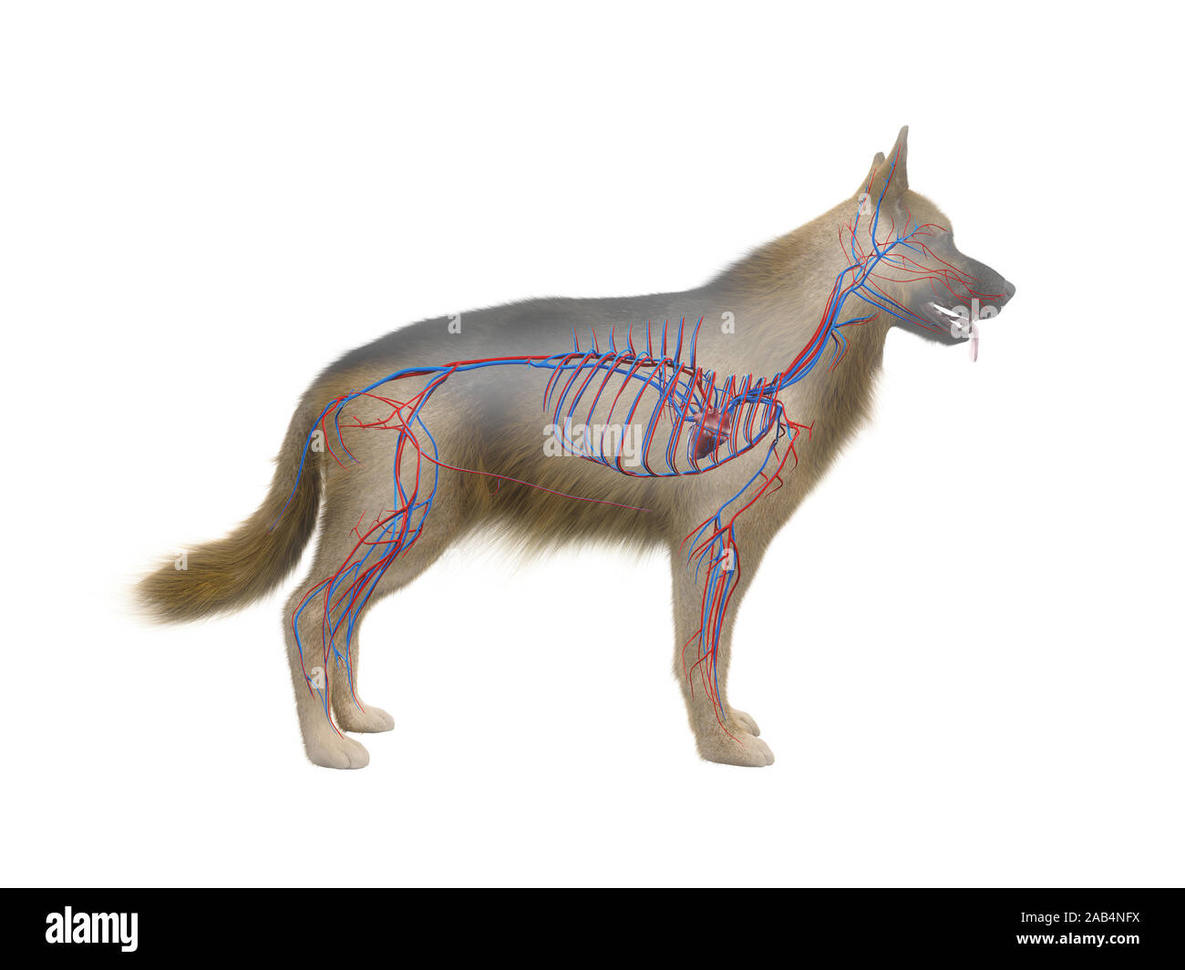 3d rendered anatomy illustration of the canine vascular system Stock ...