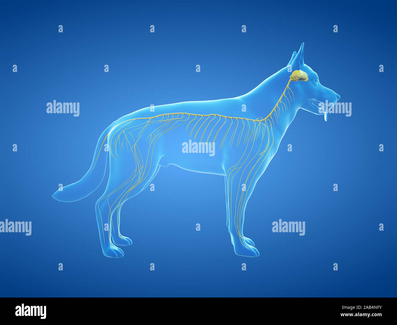 Canine Brain Anatomy High Resolution Stock Photography and Images - Alamy