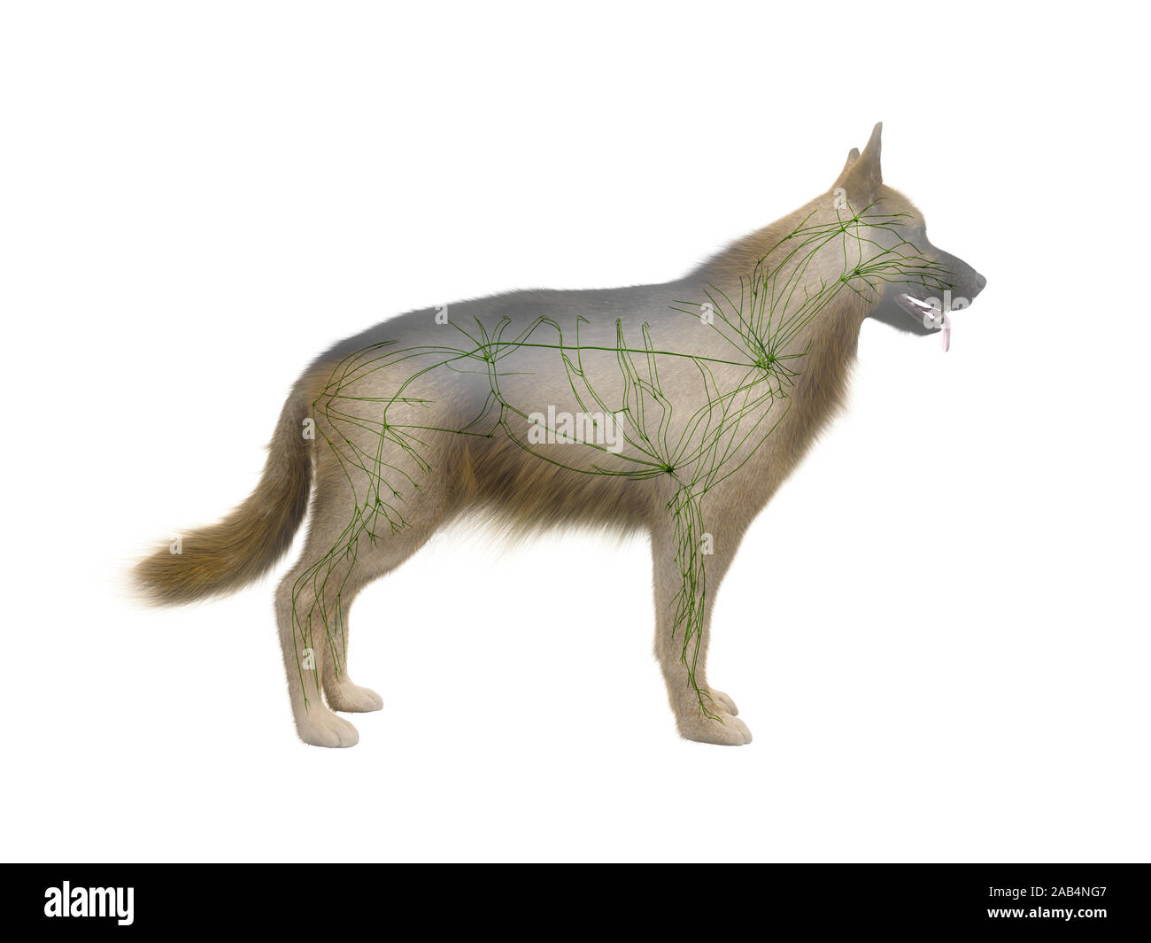 3d rendered anatomy illustration of the canine lymphatic system Stock ...