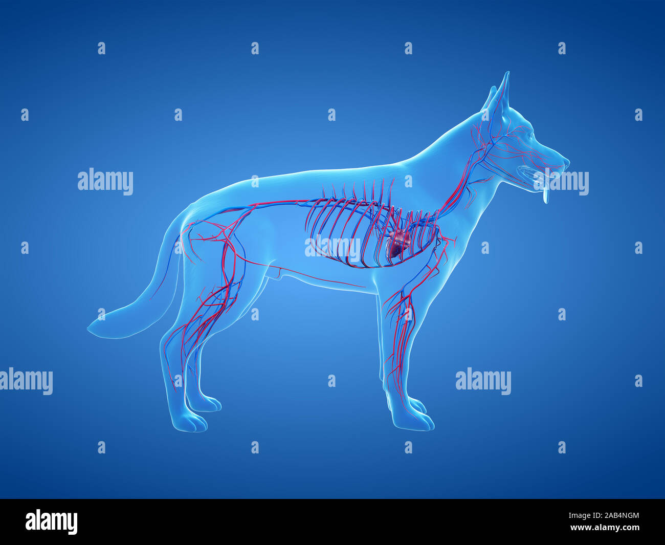 Vascular system dog hi-res stock photography and images - Alamy