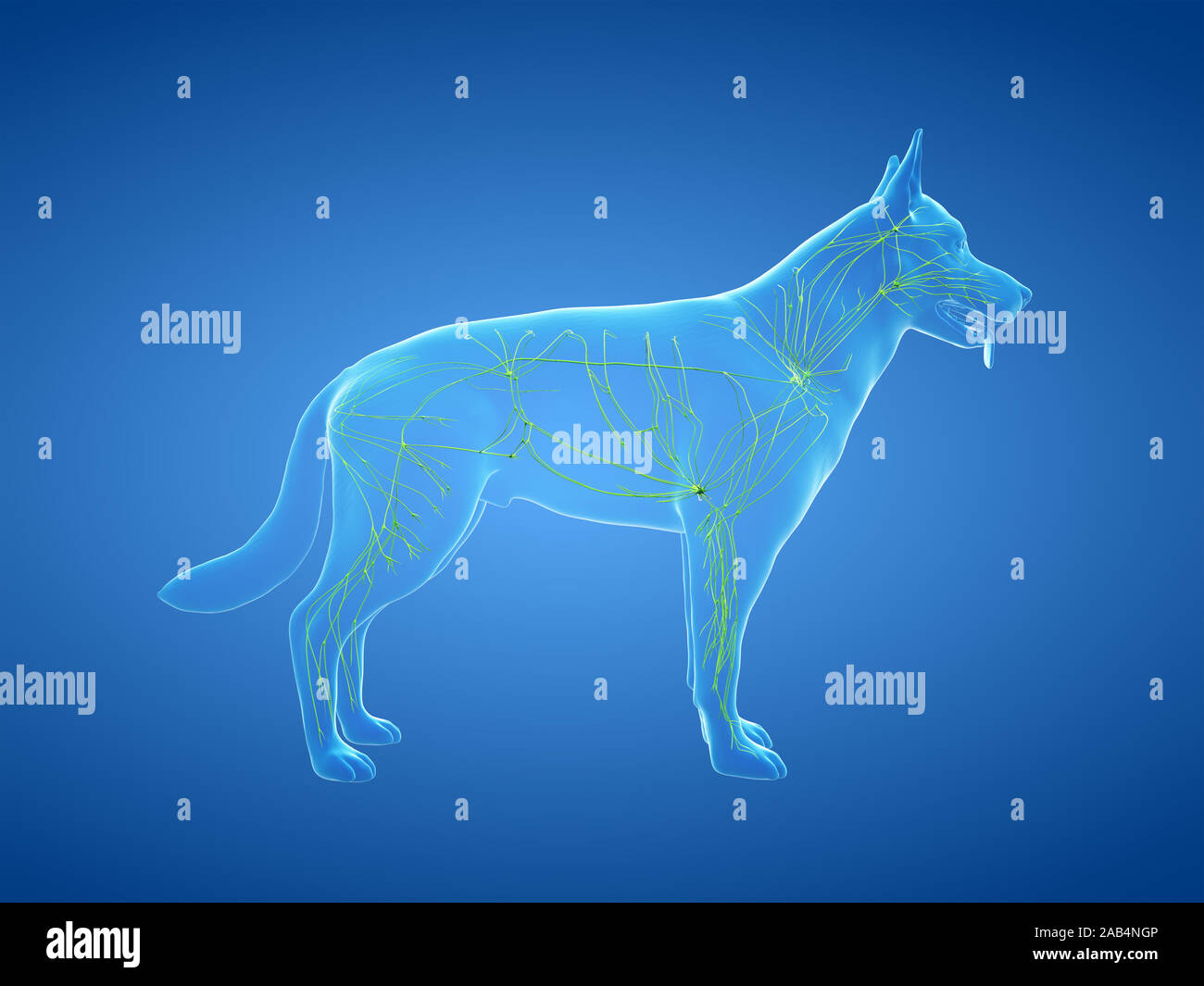 3d rendered anatomy illustration of the canine lymphatic system Stock ...