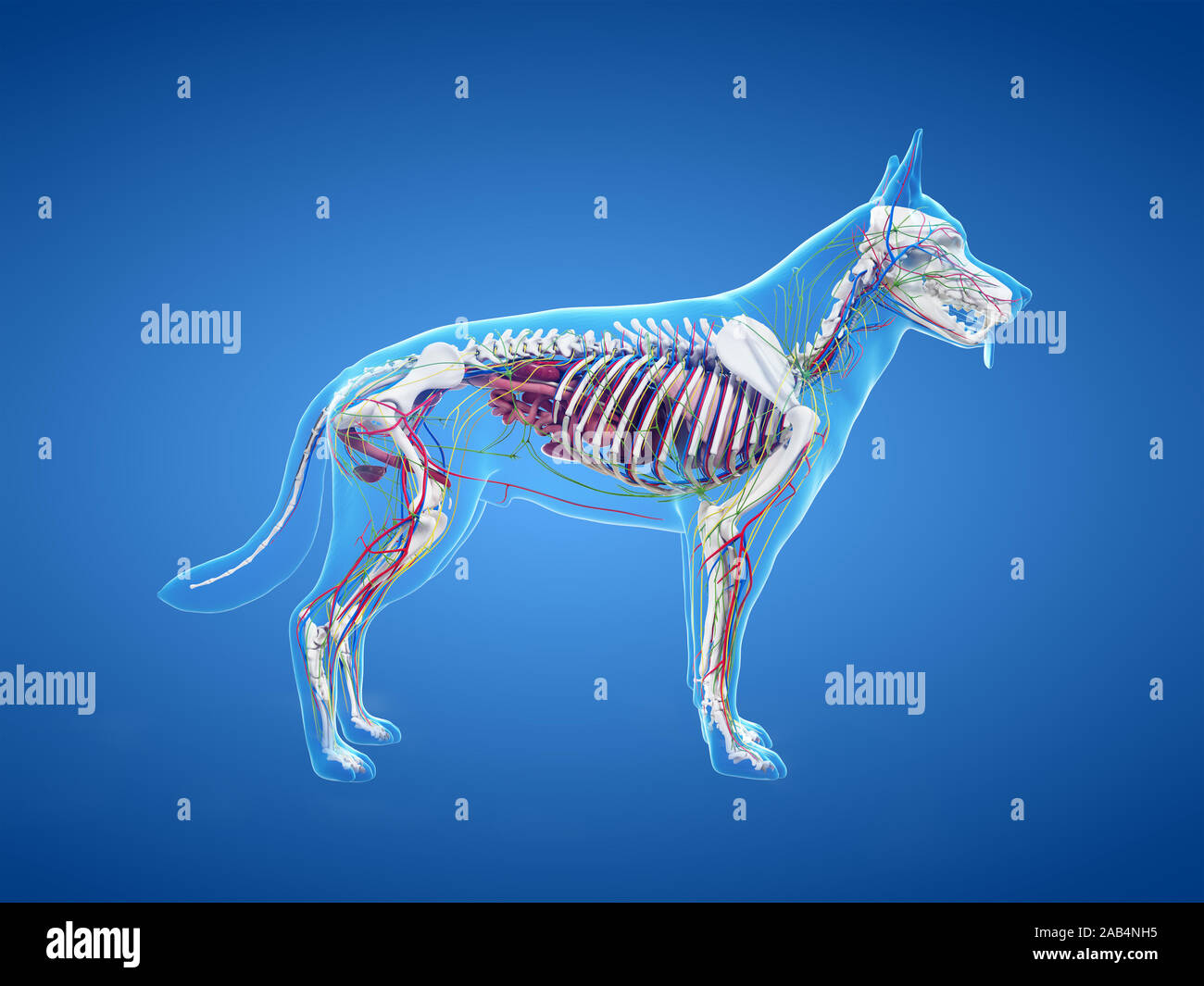 Jugular Vein Dog Diagram