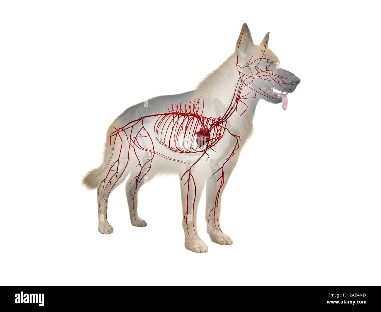 3d rendered anatomy illustration of the canine arteries Stock Photo - Alamy