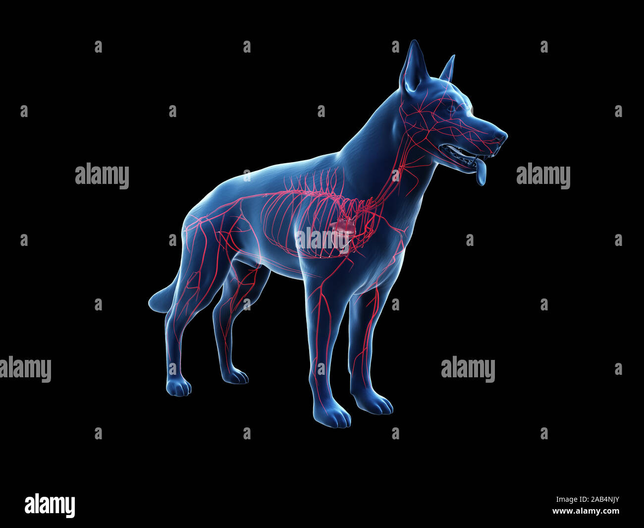 3d rendered anatomy illustration of the canine arteries Stock Photo - Alamy