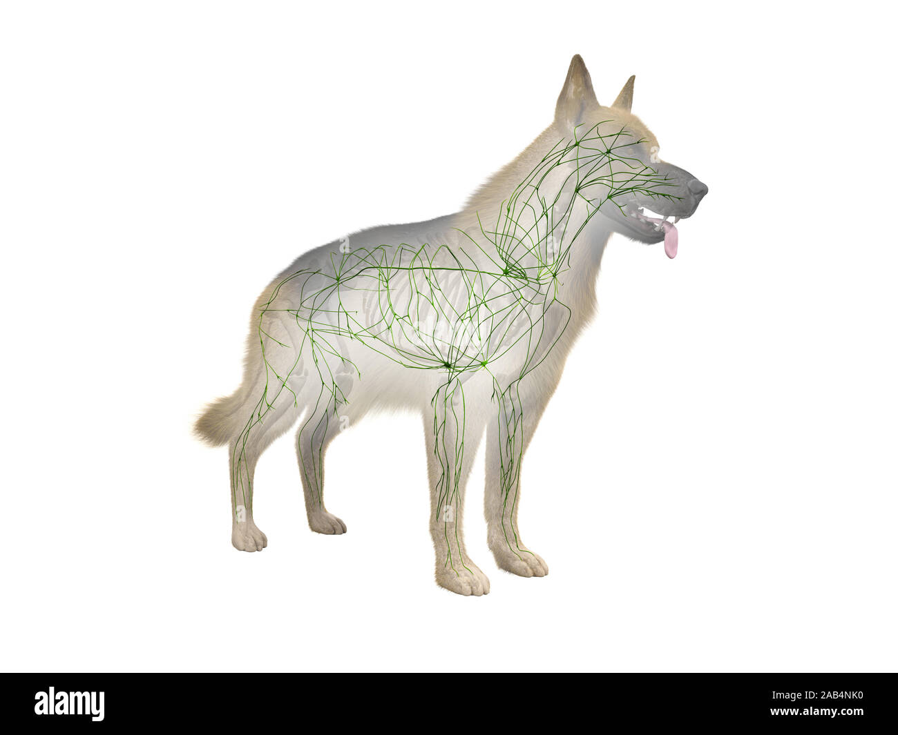 3d rendered anatomy illustration of the canine lymphatic system Stock ...