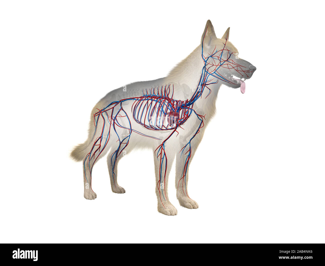 Dog vascular system hi-res stock photography and images - Alamy