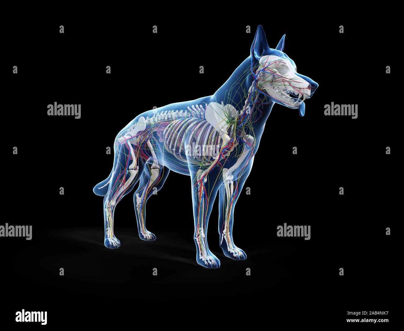 3d rendered anatomy illustration of the canine anatomy Stock Photo - Alamy