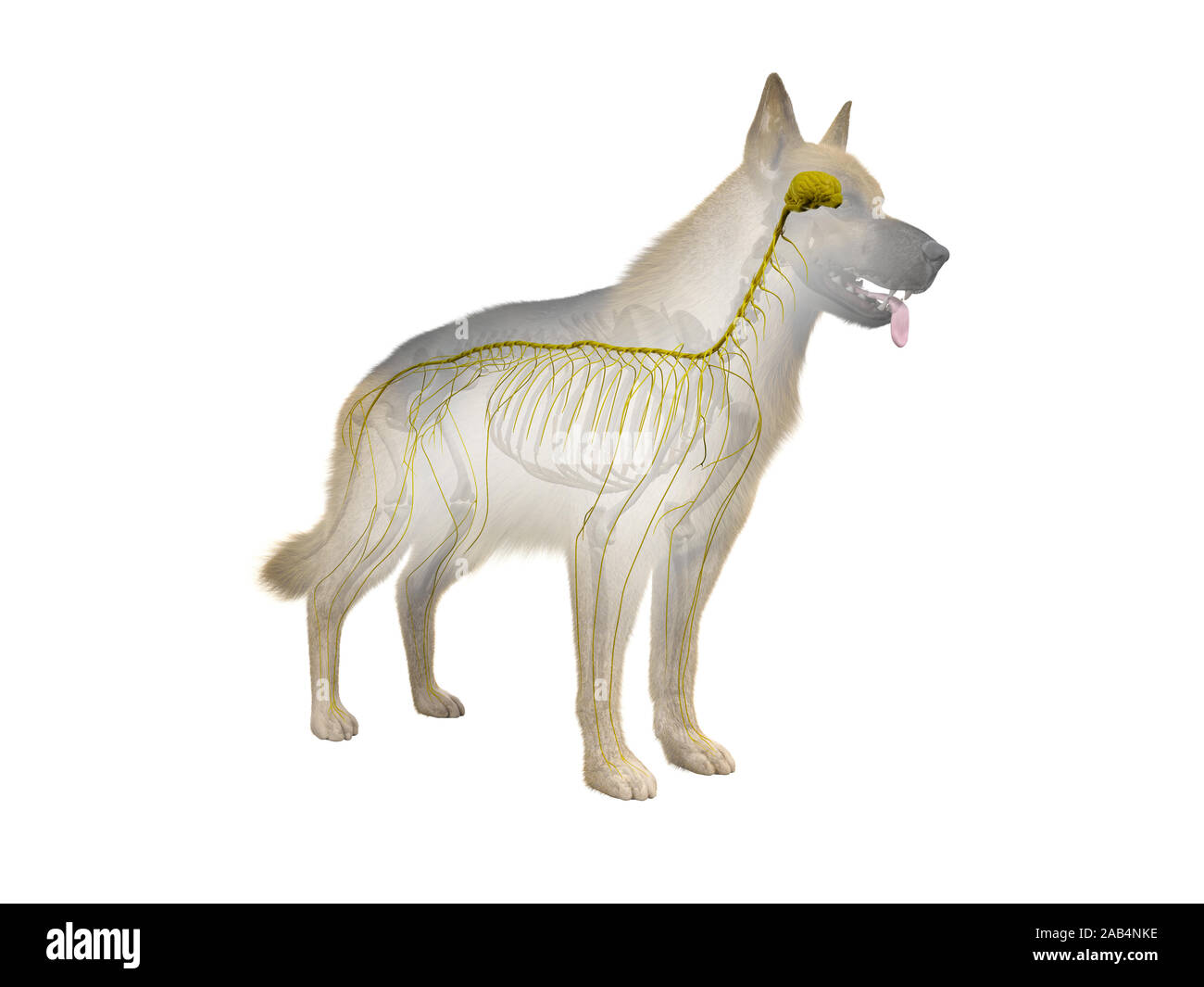 3d rendered anatomy illustration of the canine nervous system Stock ...