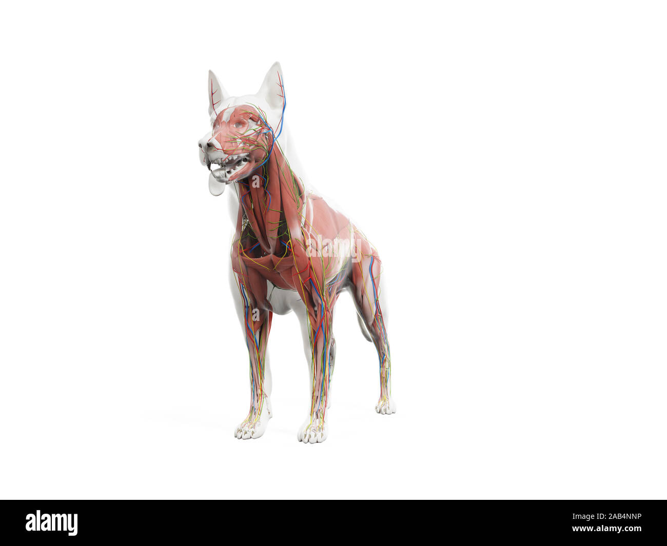 3d rendered anatomy illustration of the canine anatomy Stock Photo - Alamy