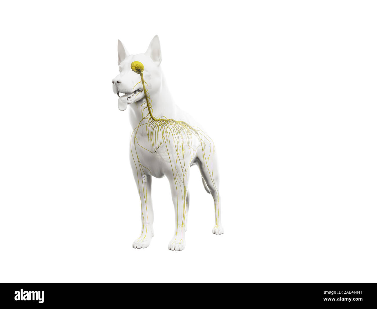 3d rendered anatomy illustration of the canine nervous system Stock ...