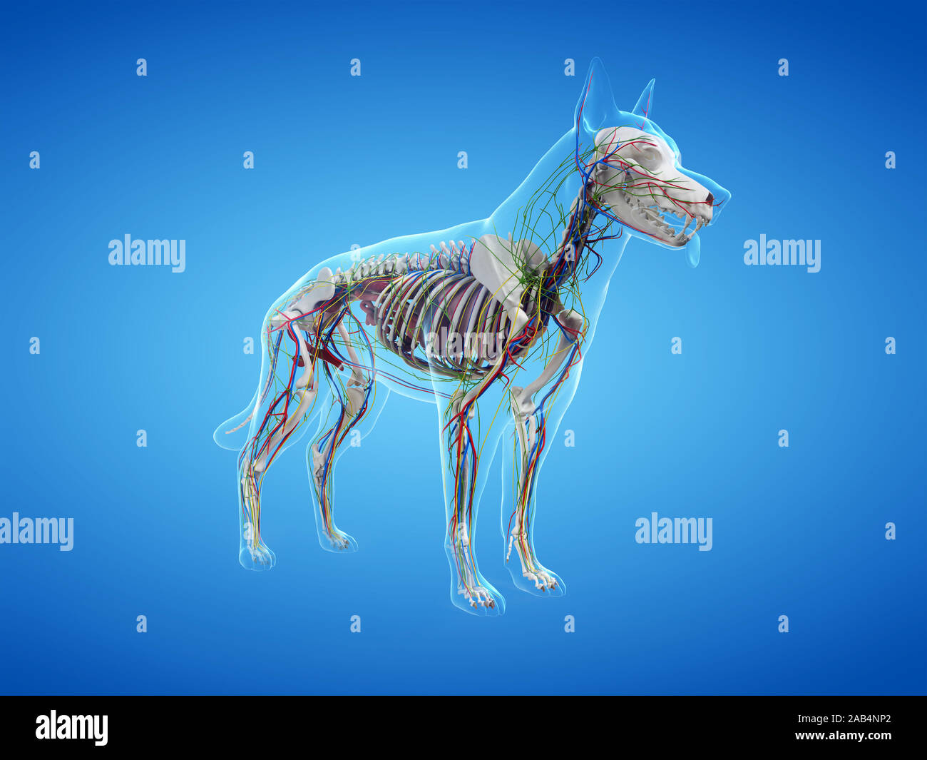 3d rendered anatomy illustration of the canine anatomy Stock Photo - Alamy