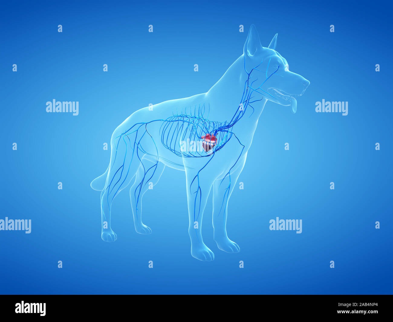 3d rendered anatomy illustration of the canine veins Stock Photo - Alamy