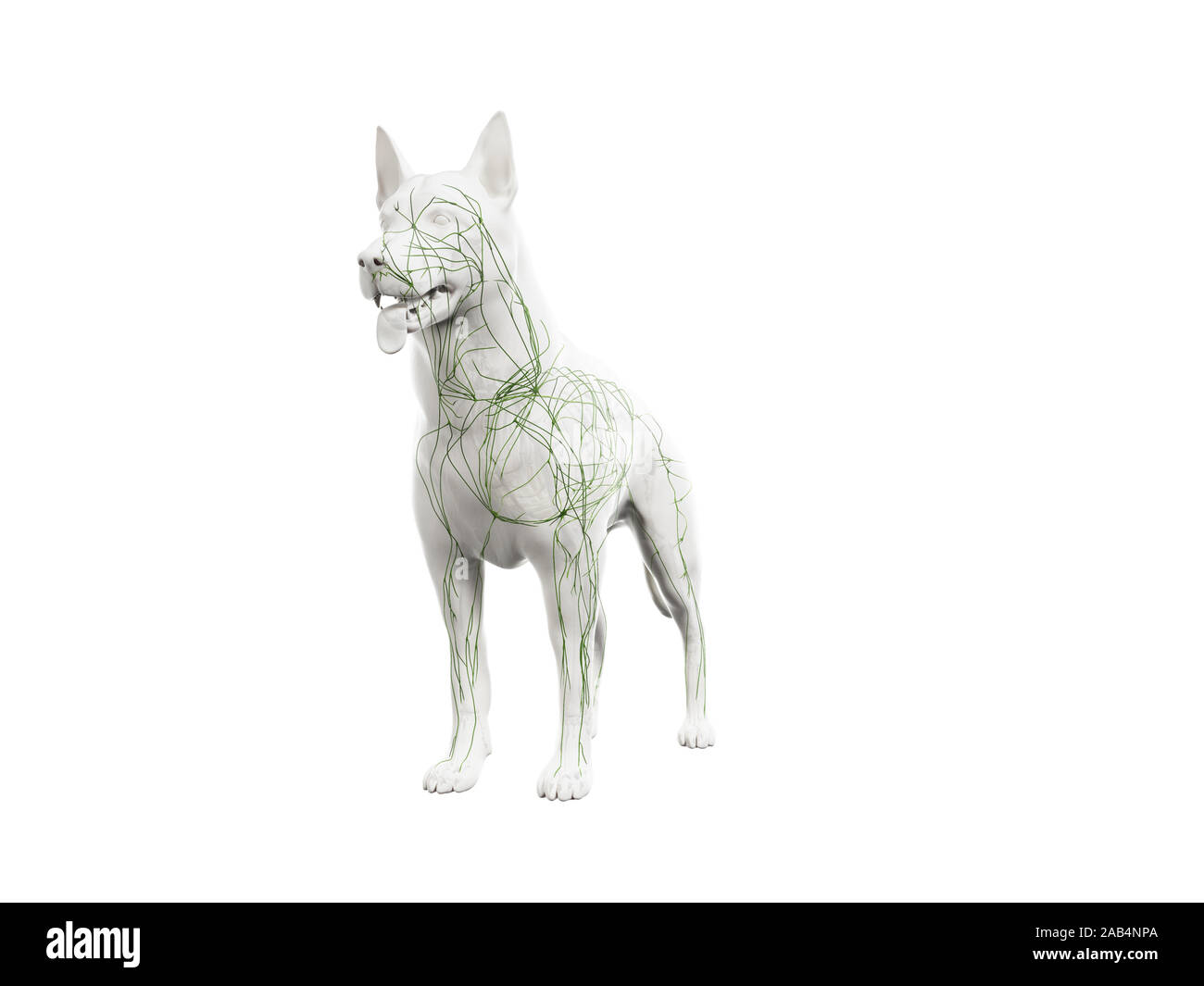 3d rendered anatomy illustration of the canine lymphatic system Stock ...
