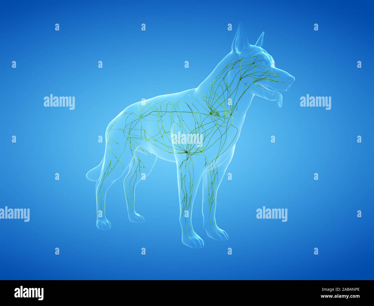 3d rendered anatomy illustration of the canine lymphatic system Stock ...