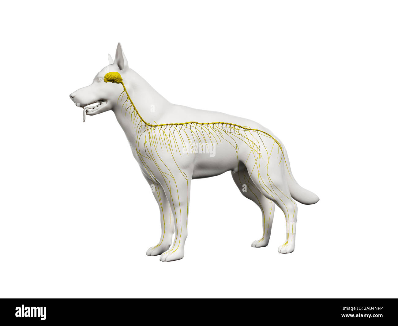 3d rendered anatomy illustration of the canine nervous system Stock ...