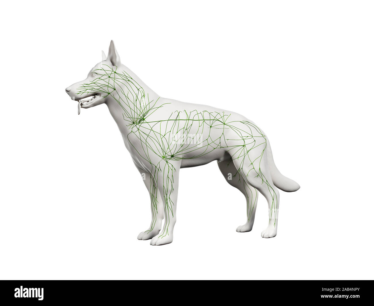 3d rendered anatomy illustration of the canine lymphatic system Stock ...
