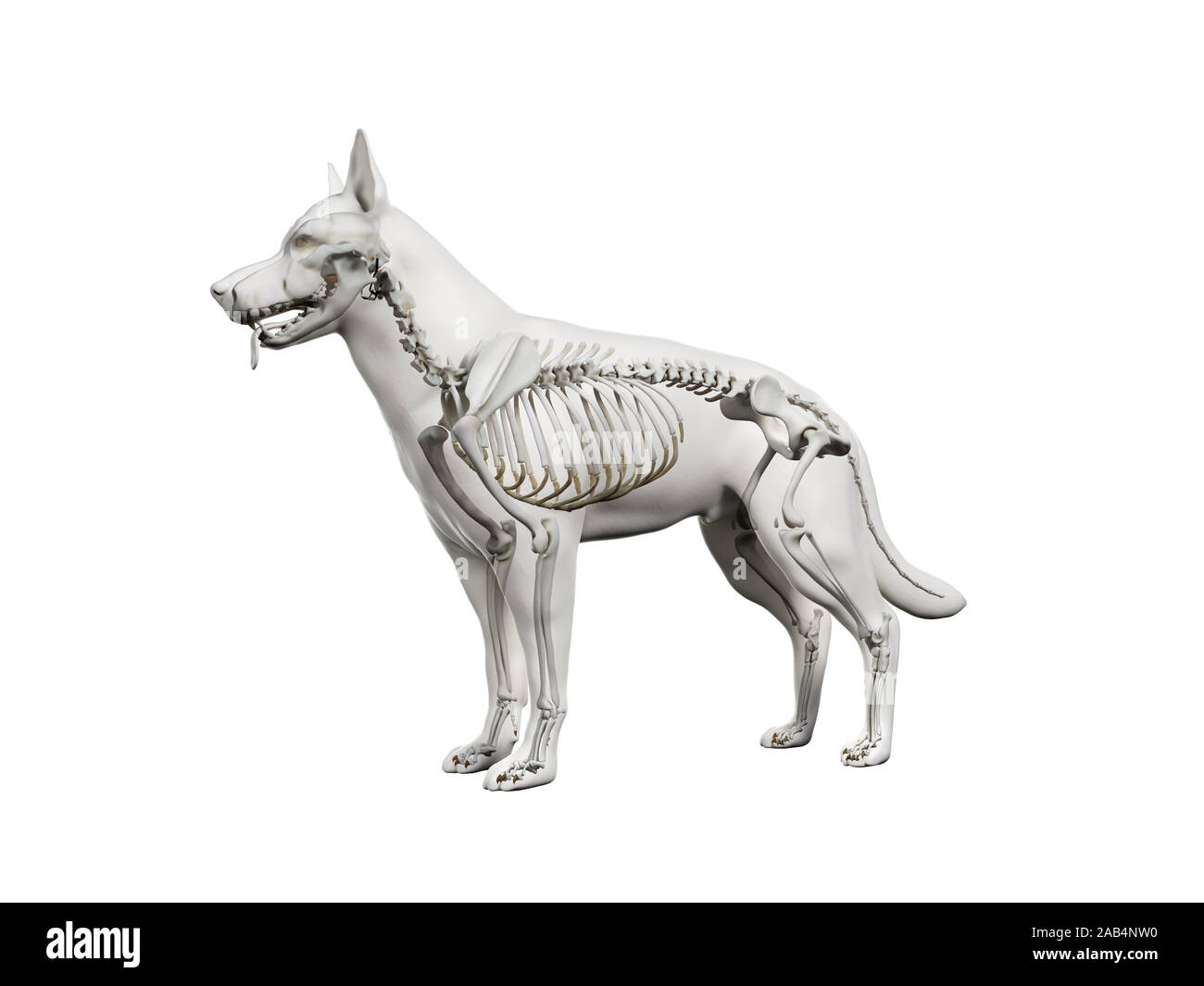 3d rendered anatomy illustration of the canine skeleton Stock Photo - Alamy