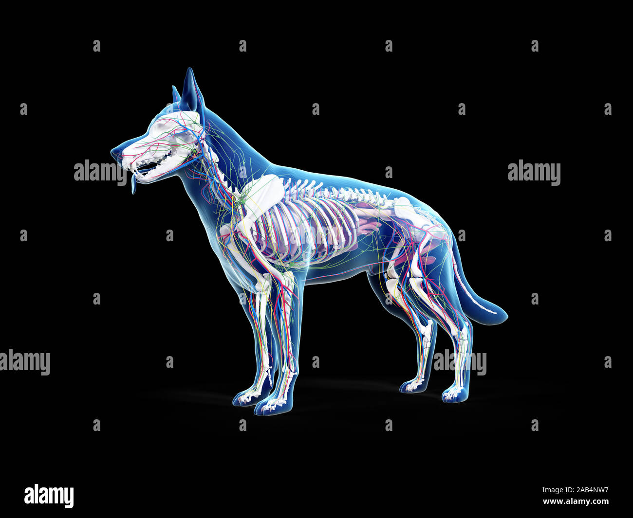 3d rendered anatomy illustration of the canine anatomy Stock Photo - Alamy